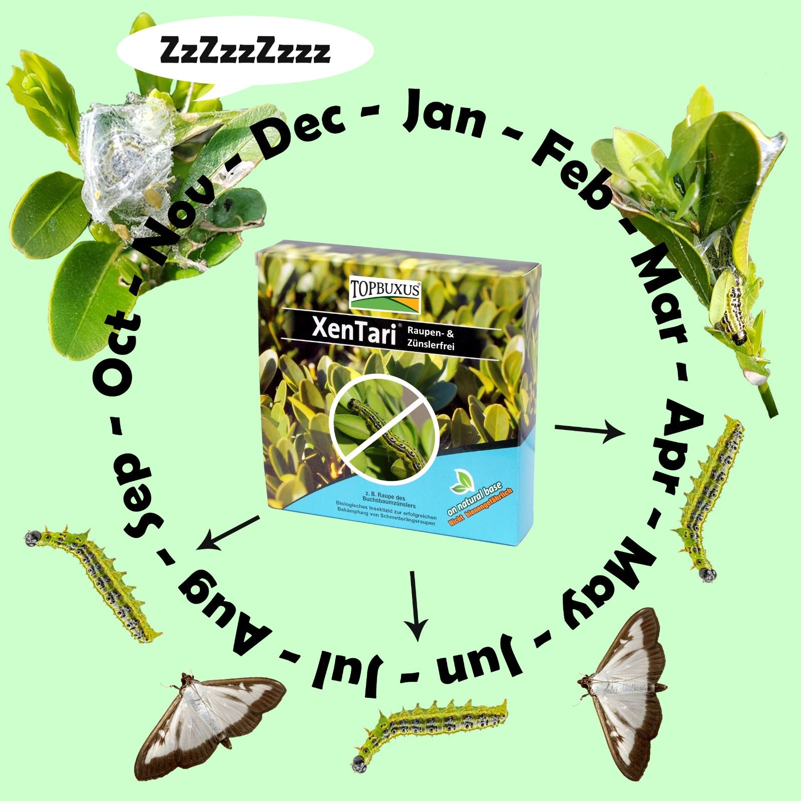 Topbuxus XENTARI Raupen- & Zünslerfrei – Buchsbaum Welt